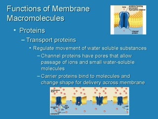 Cell membrane functions | PPT