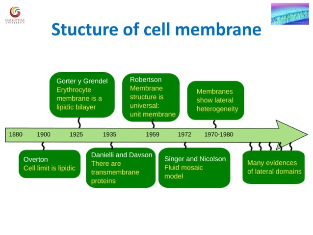 Cell membrane functions | PPT