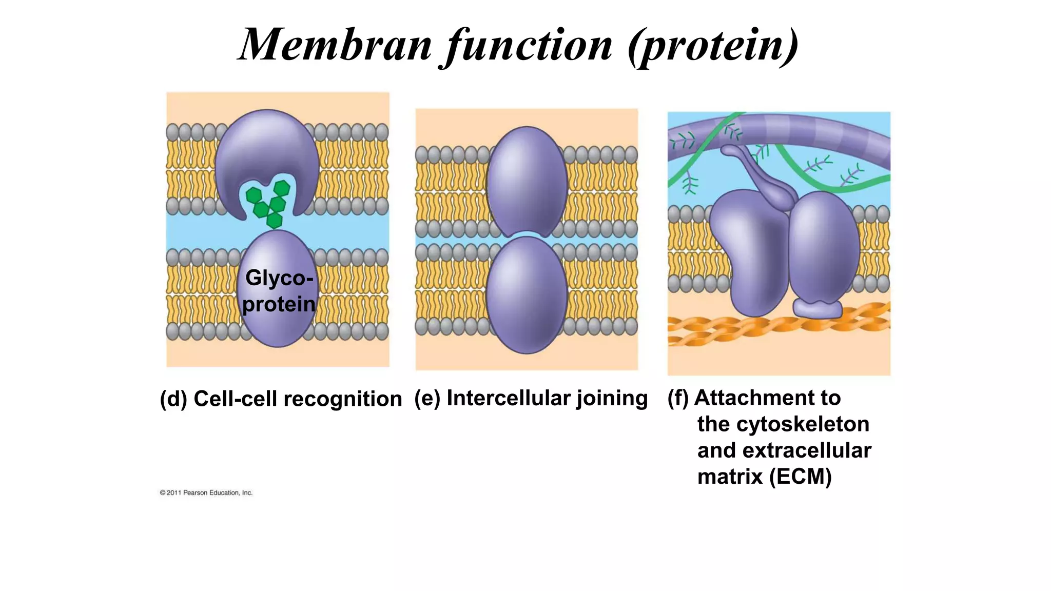 Cell Membrane & ion transport.pptx