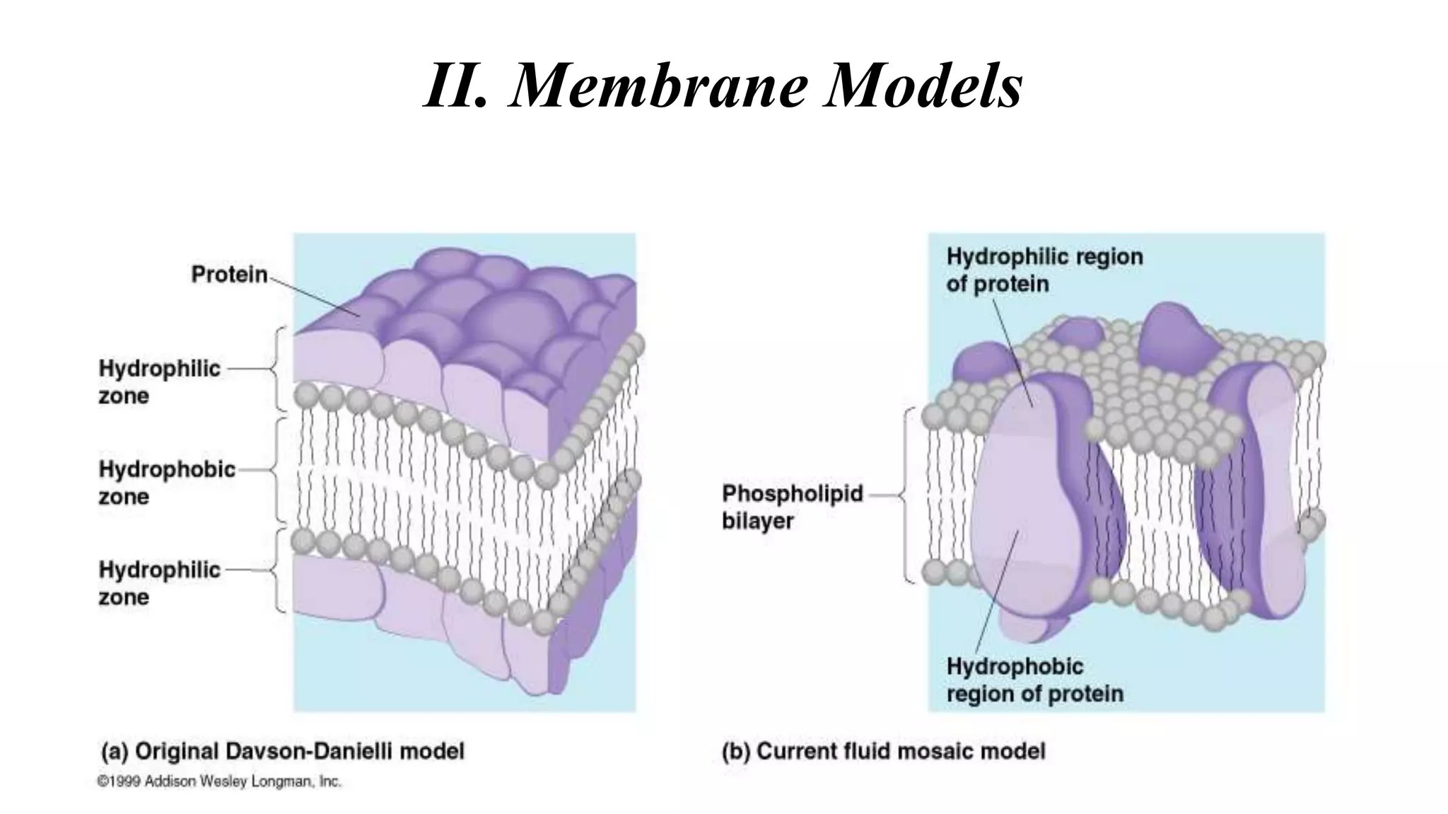 Cell Membrane & ion transport.pptx