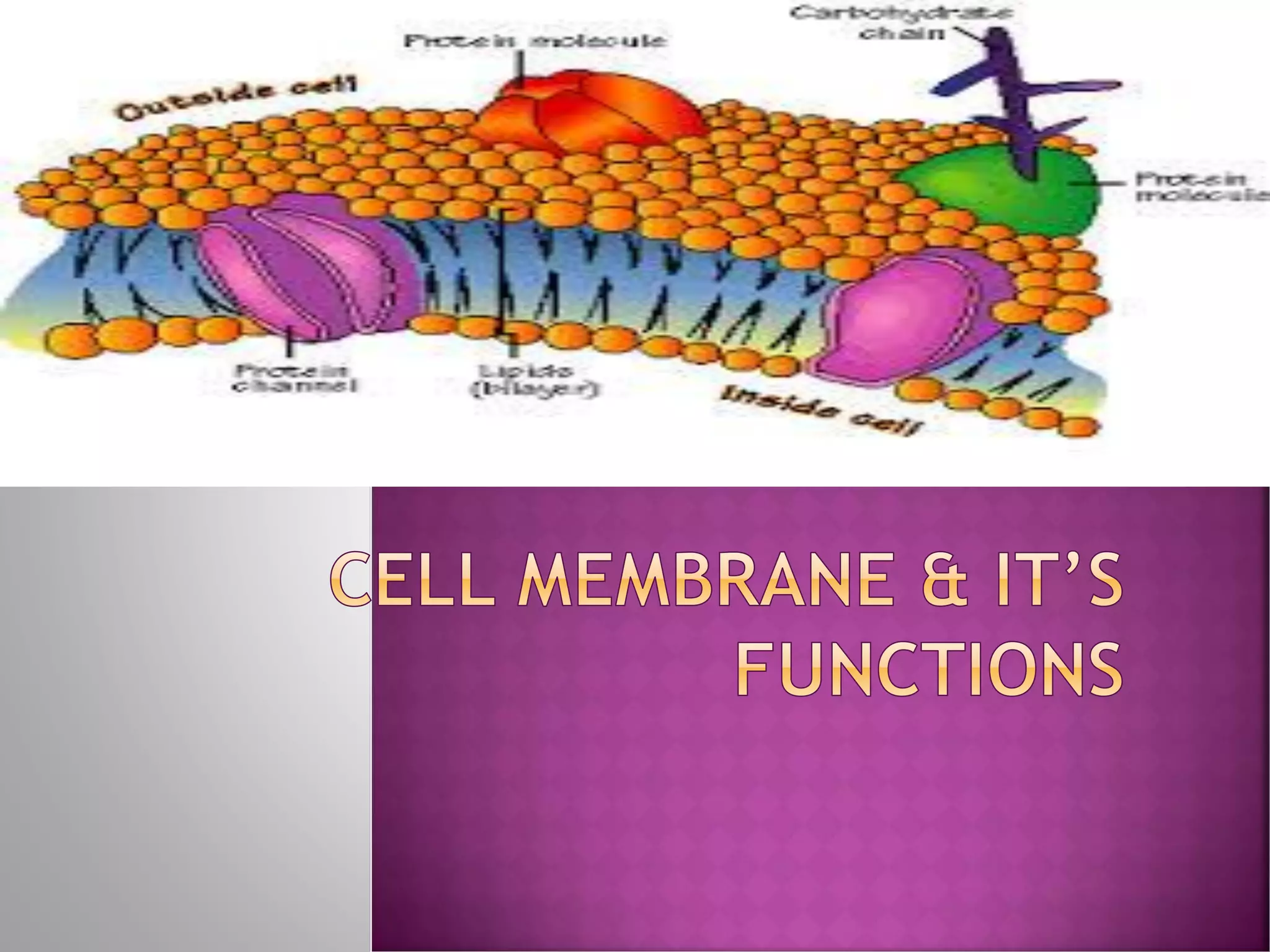 Cell Membrane & it-s Functions.pdf