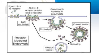 cellmembrane Lecture-1 physiology bds .pptx