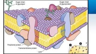 cellmembrane Lecture-1 physiology bds .pptx