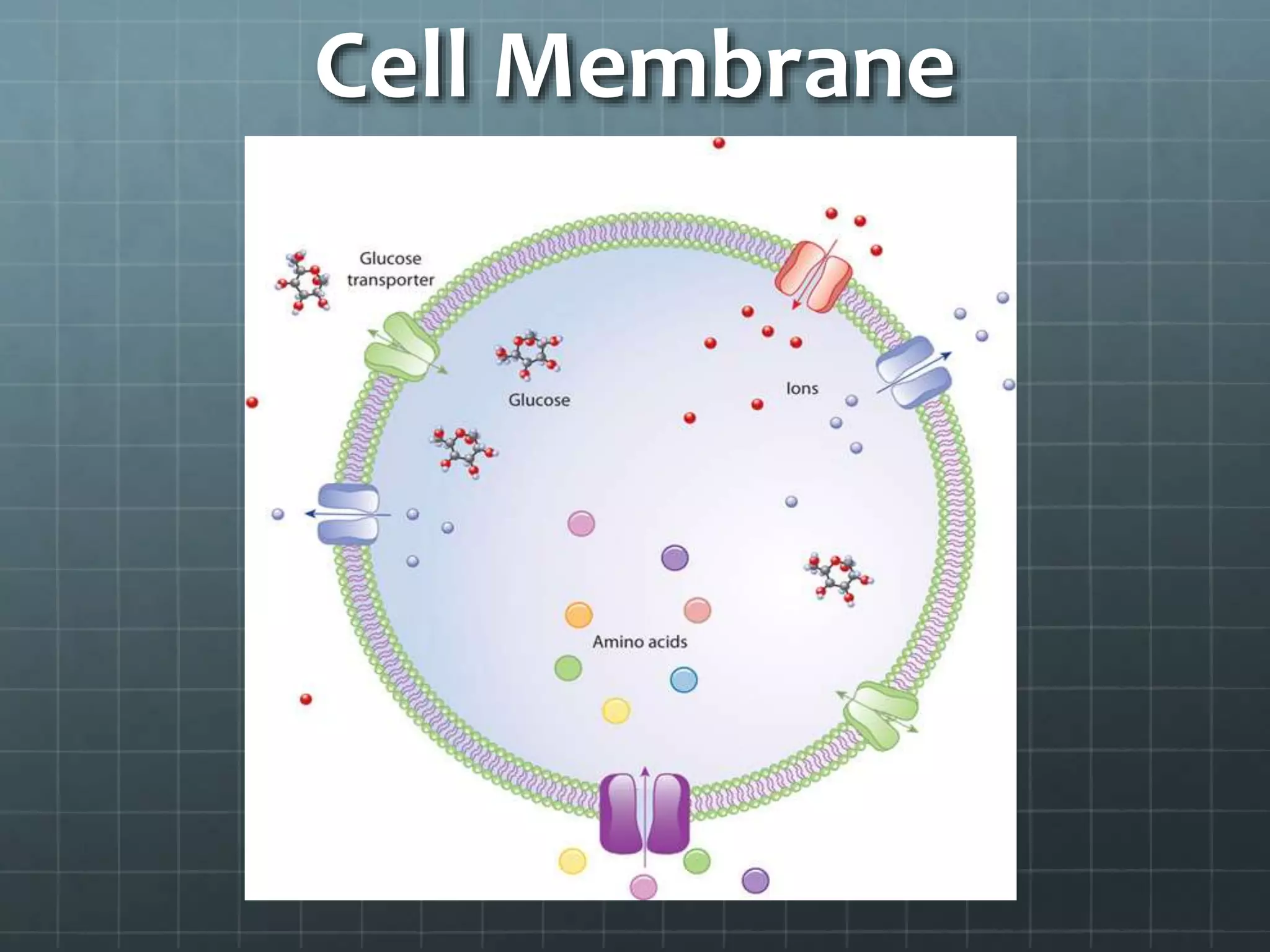 Cell membrane model fall 2015 | PPTX