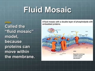 Cell membrane model fall 2015 | PPTX