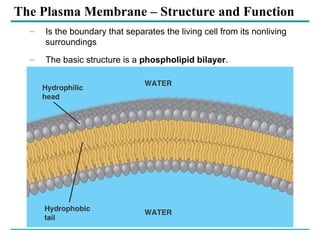 cell membrane and models discussing about the membranes bound ...