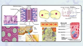 OVERVIEW CELL MEMBRANE MODIFICATION.pptx