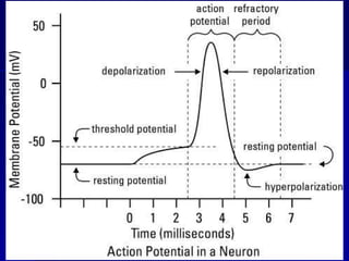 Cell membrane potential | PPT