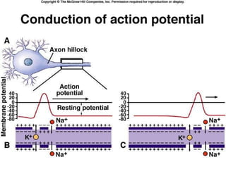 Cell membrane potential | PPT