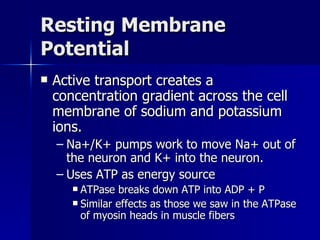 Cell membrane potential | PPT