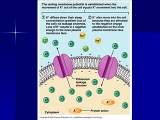 Cell membrane potential | PPT