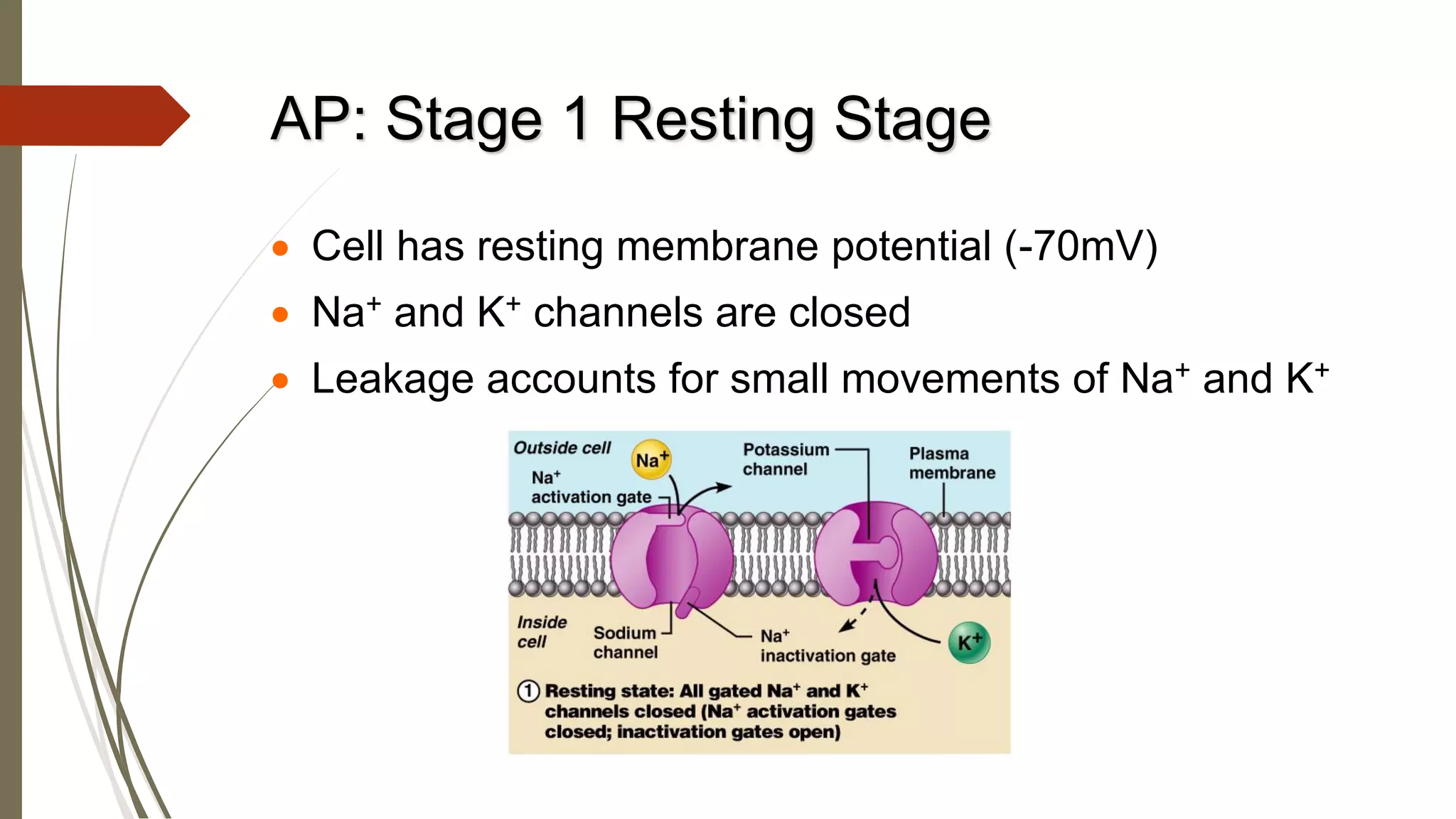 Cell membrane potential.pdf