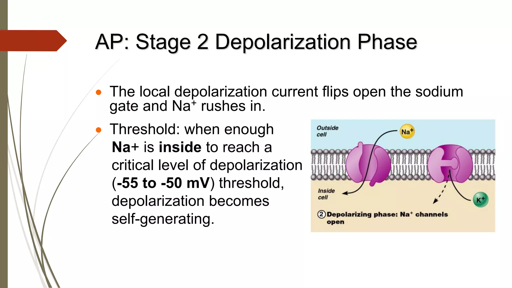 Cell membrane potential.pdf
