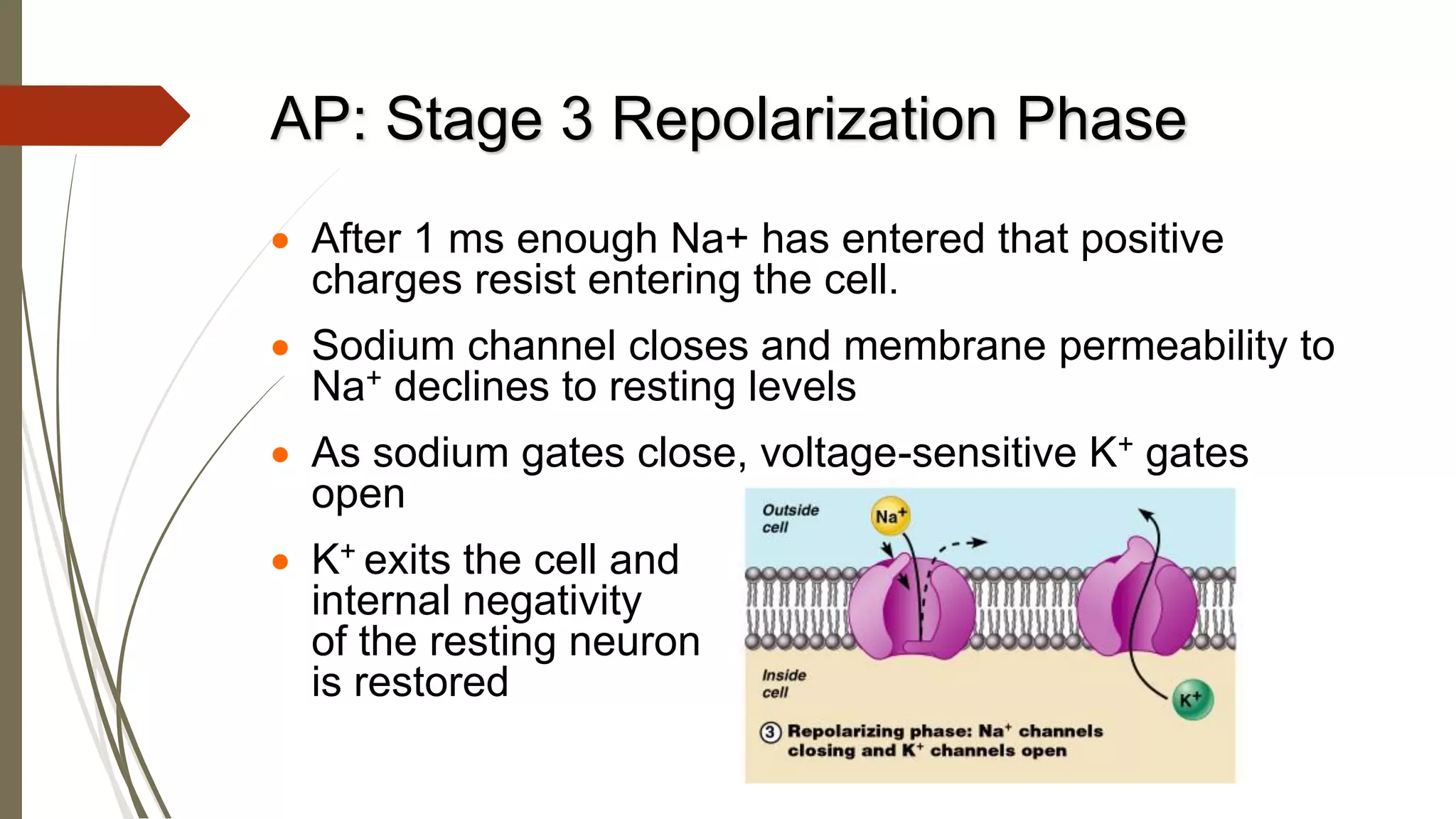 Cell membrane potential.pdf