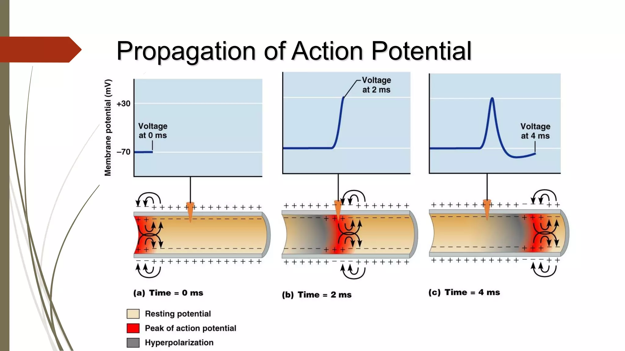 Cell membrane potential.pdf