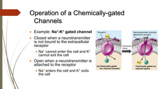Cell membrane potential.pdf