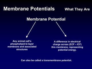 Cell Membrane Potential By Dr. Muarraf.pptx