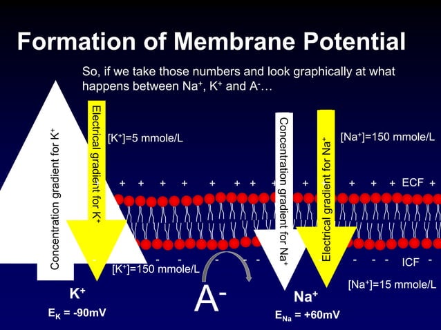 Cell Membrane Potential By Dr. Muarraf.pptx
