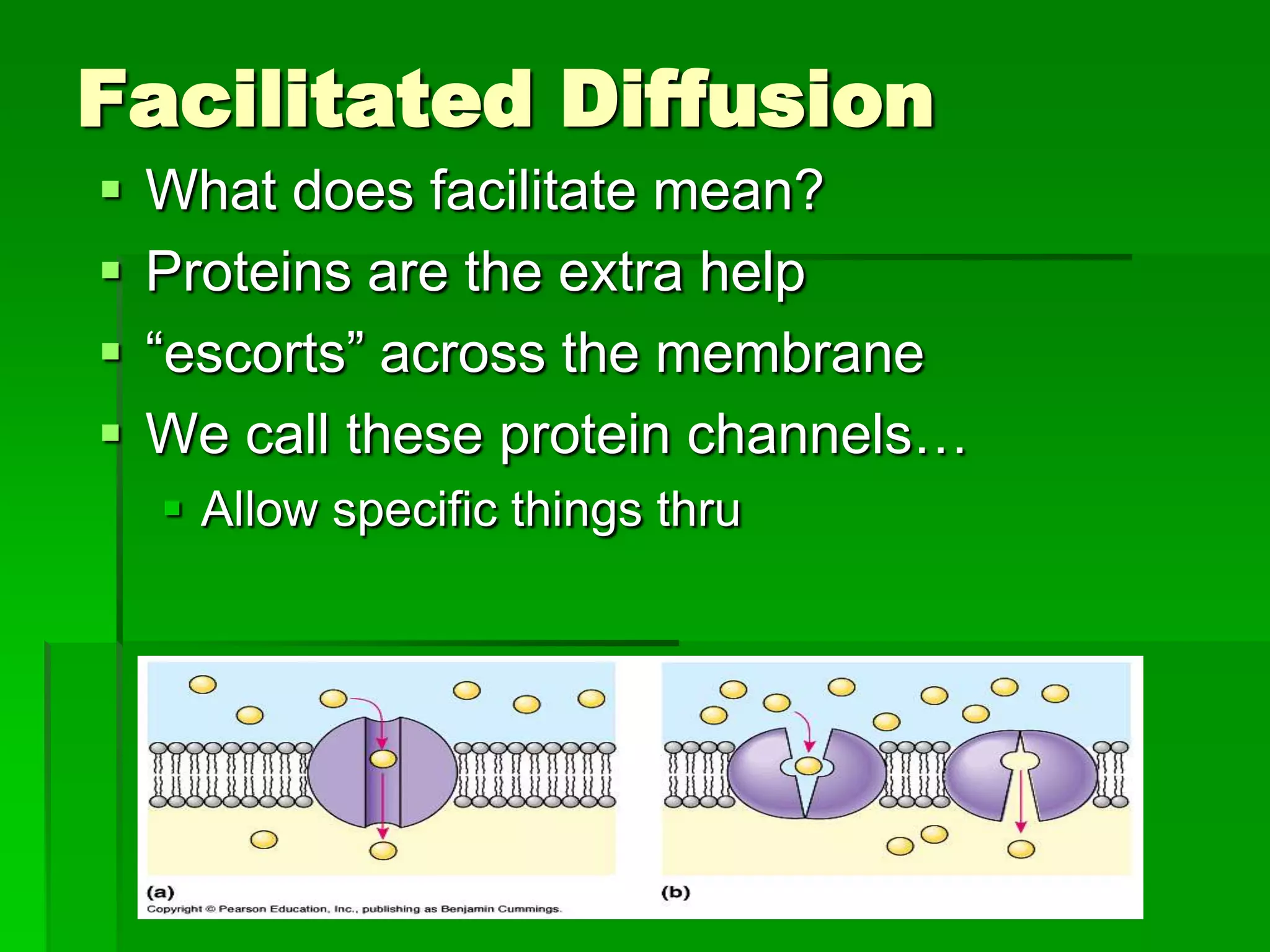 REVISED Cell membrane powerpoint diffusion and osmosis revised | PPTX