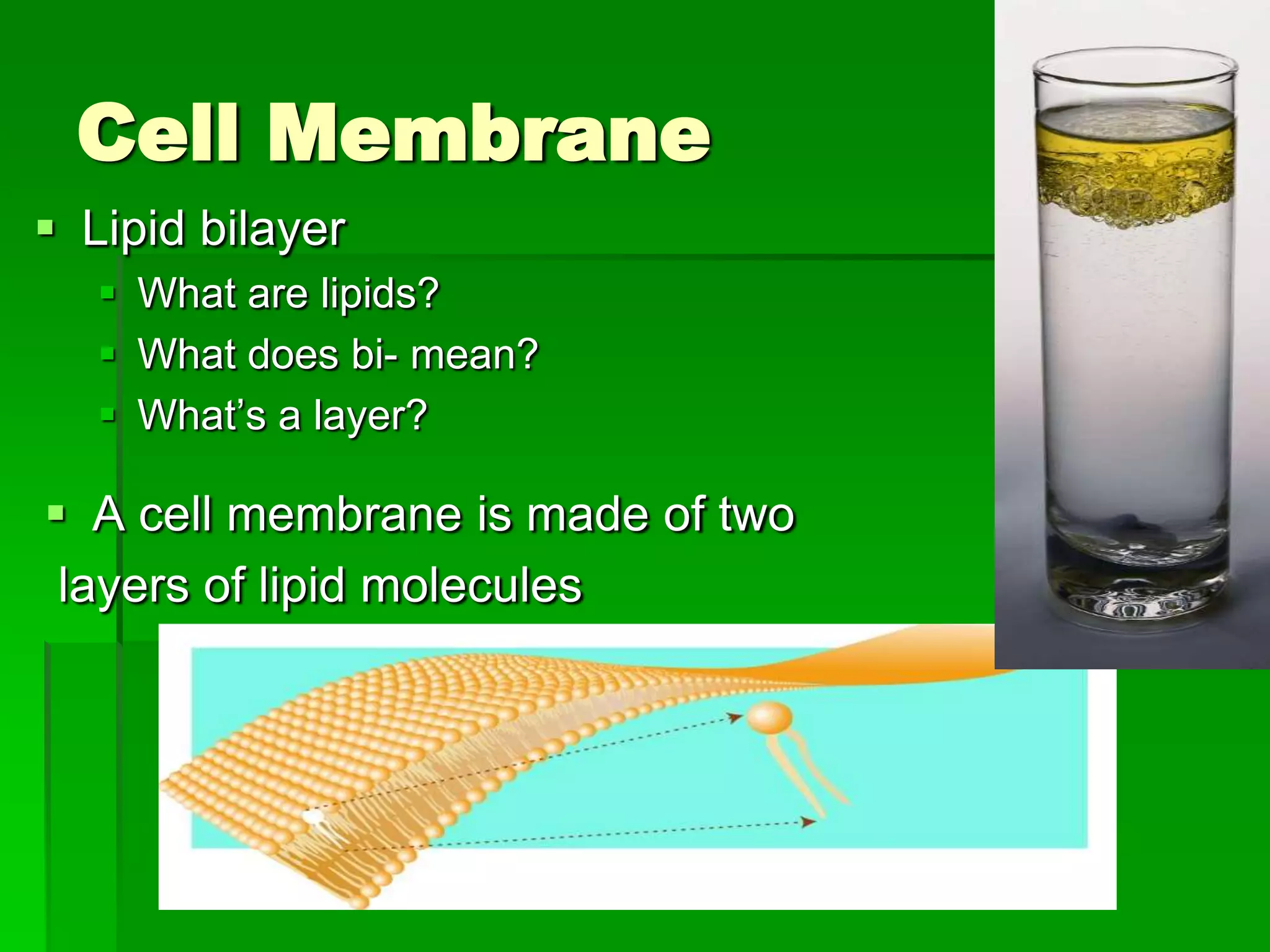 Cell membrane powerpoint diffusion and osmosis revised | PPT