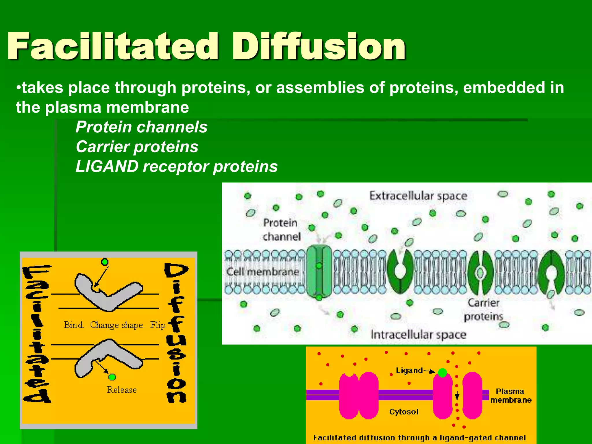 Cell membrane powerpoint diffusion and osmosis revised | PPT