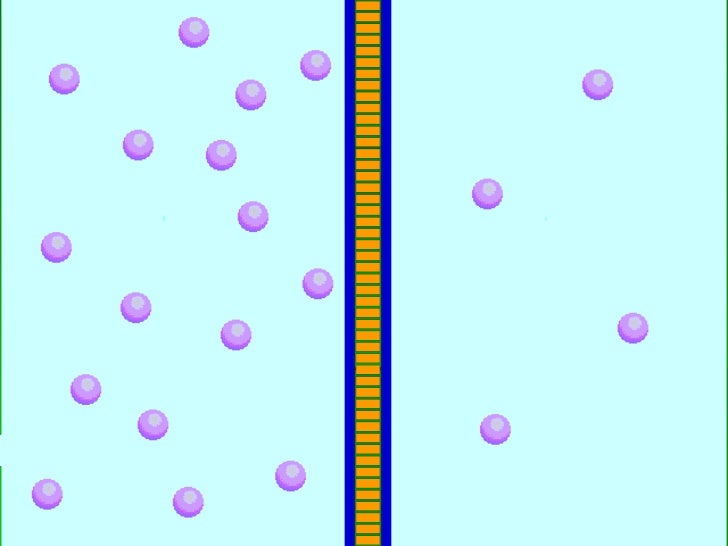 Cell membrane powerpoint diffusion and osmosis revised