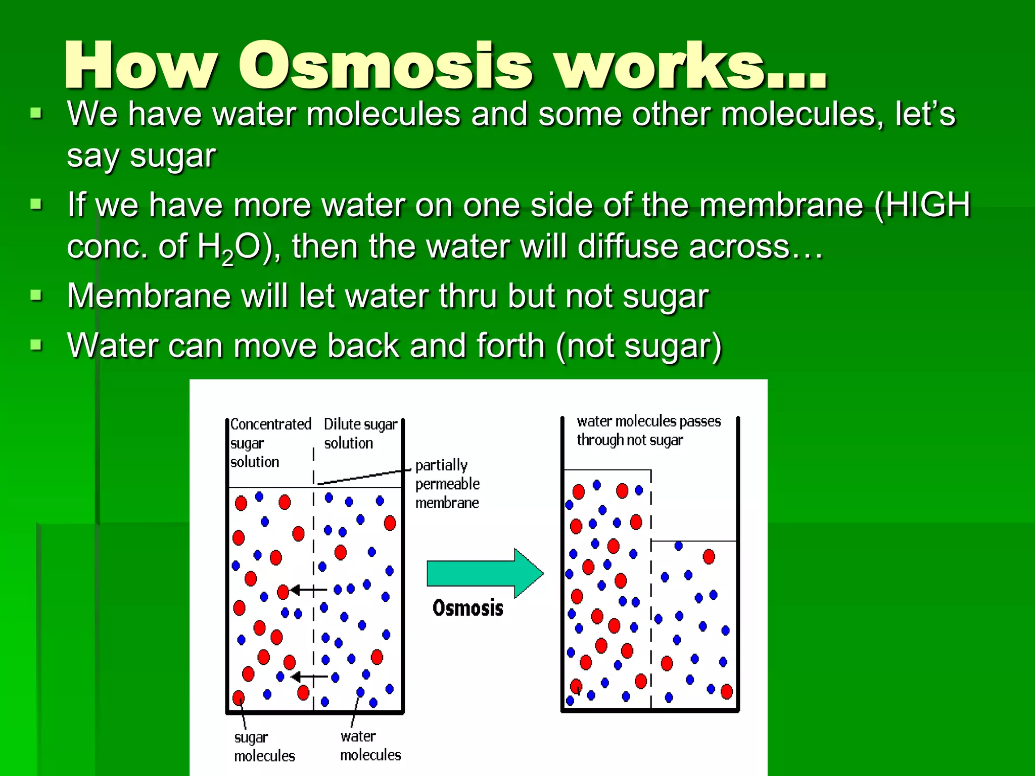 Cell membrane powerpoint diffusion and osmosis revised | PPTX