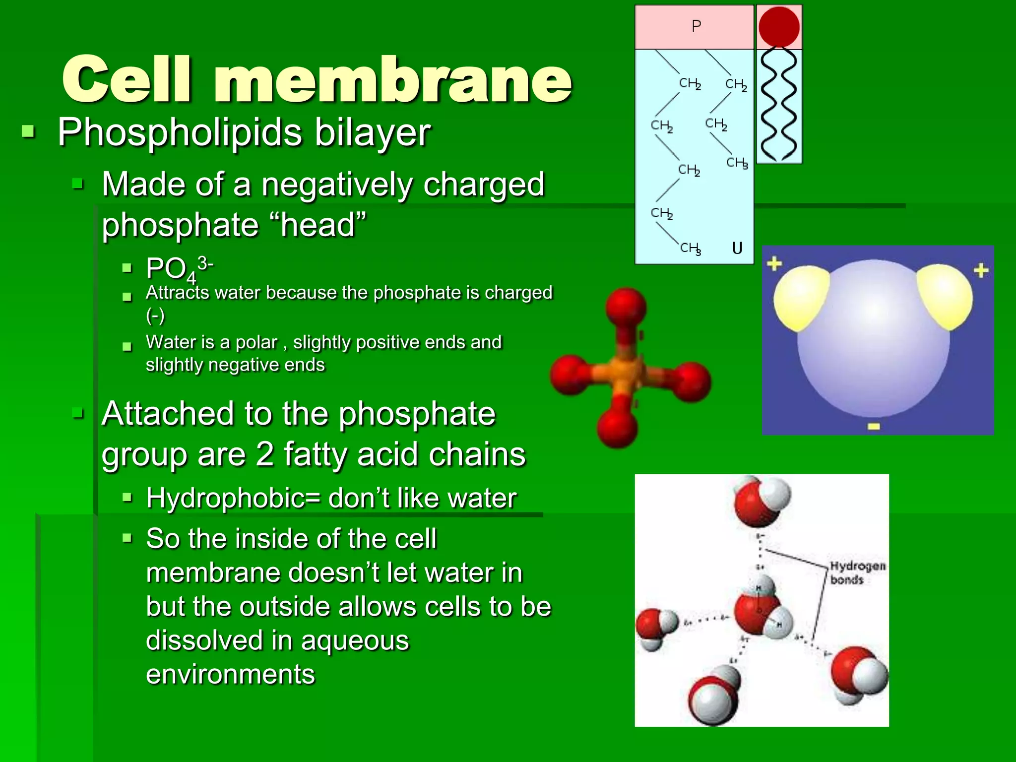 Cell membrane powerpoint diffusion and osmosis revised | PPTX