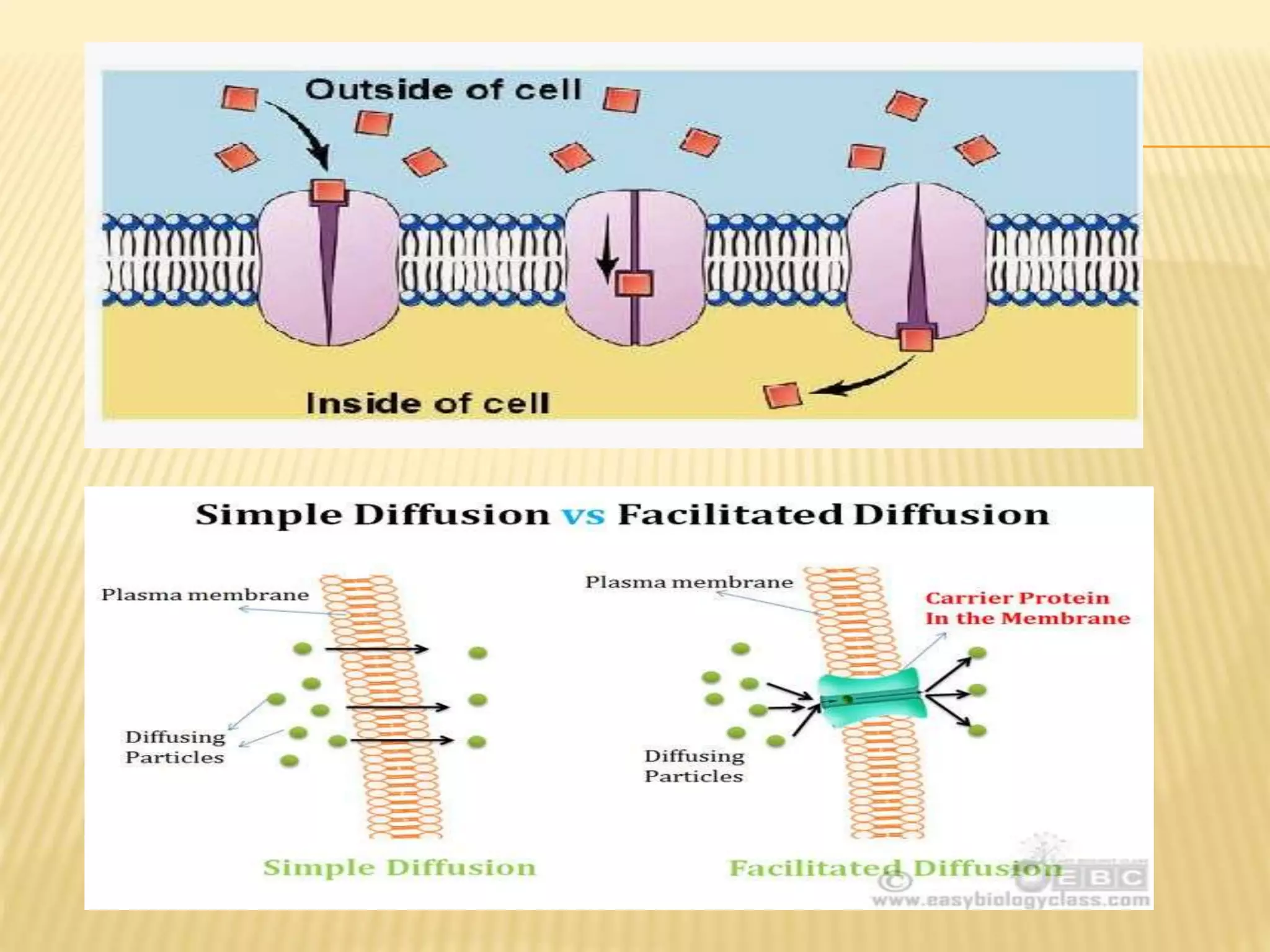 Cell membrane ppt | PPTX