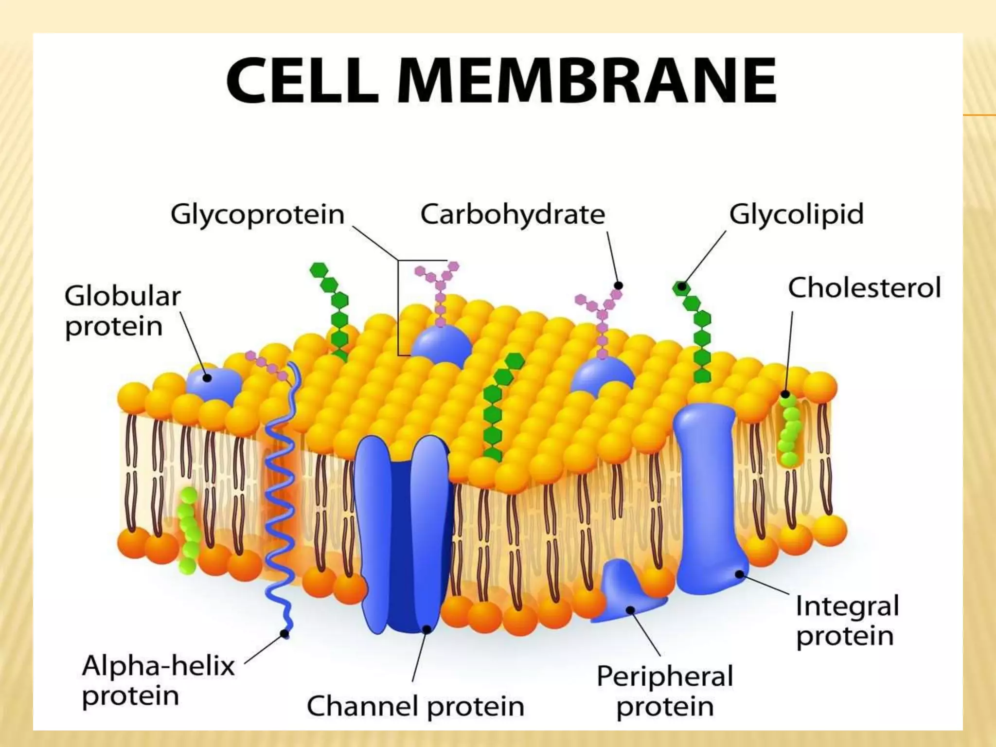 Cell Membrane Ppt Ppt