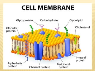 Cell membrane ppt | PPTX
