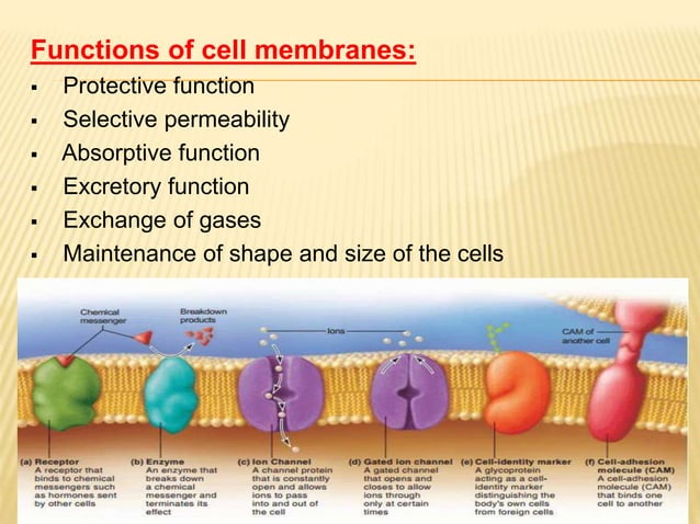 Cell Membrane Ppt Ppt