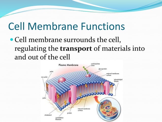 Cell Membrane PPT - Copy.pptx | Biological Sciences | Science