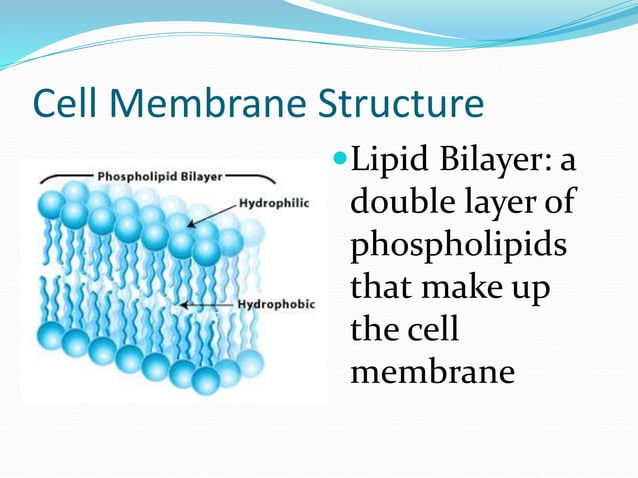 Cell Membrane PPT - Copy.pptx | Biological Sciences | Science