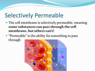 Selectively Permeable Definition