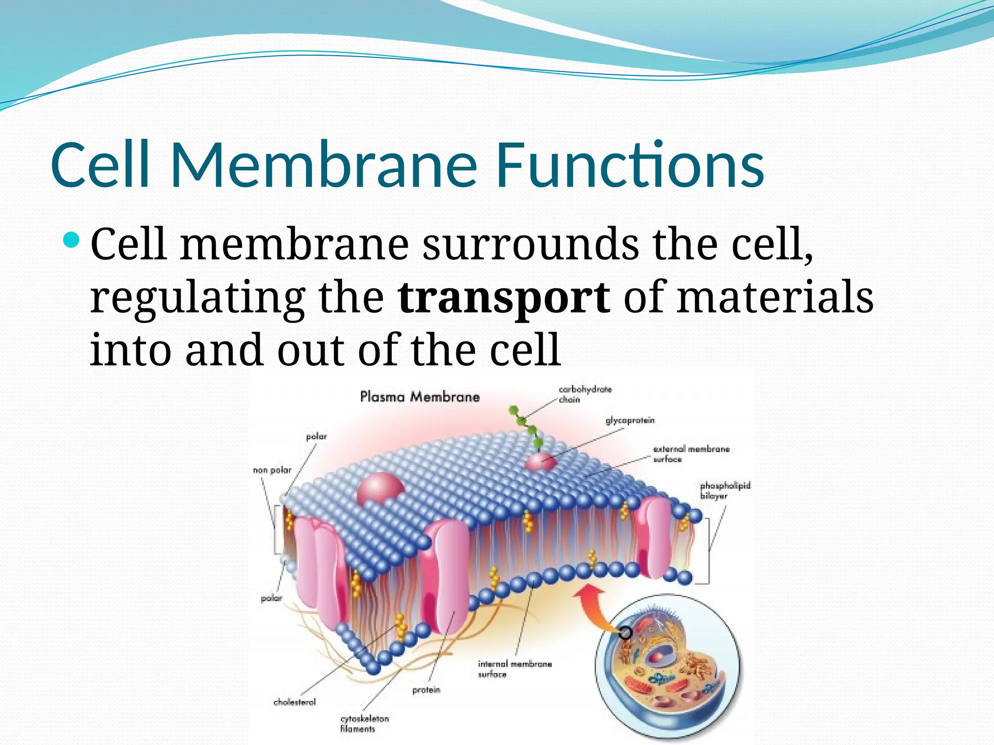 Cell Membrane PPT guidelines for 1st year | PPT
