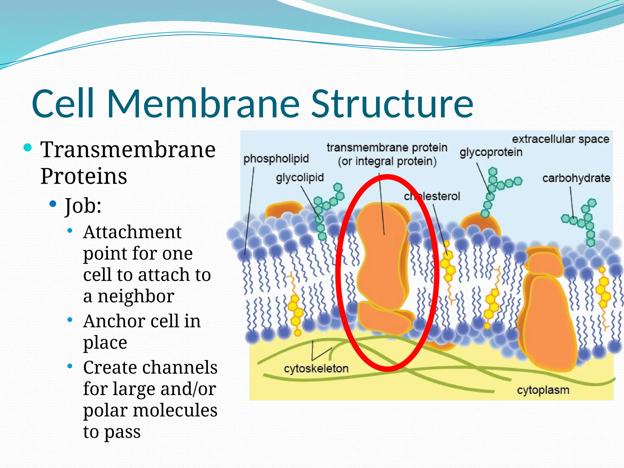 Cell Membrane PPT guidelines for 1st year | PPT