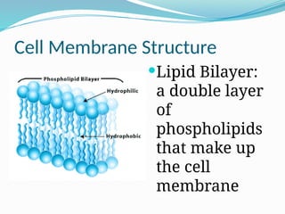 Cell Membrane PPT guidelines for 1st year | PPTX