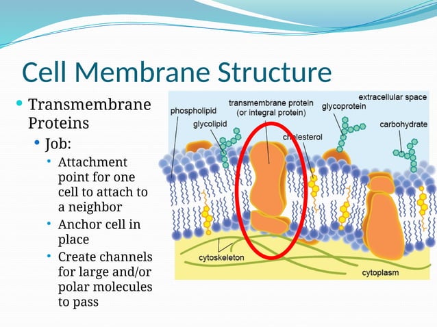 Cell Membrane PPT guidelines for 1st year | PPT