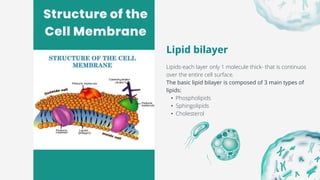 cell membrane and membrane proteins .pptx