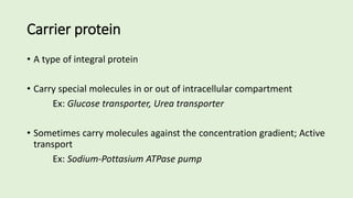 Cell Membrane Proteins | PPTX