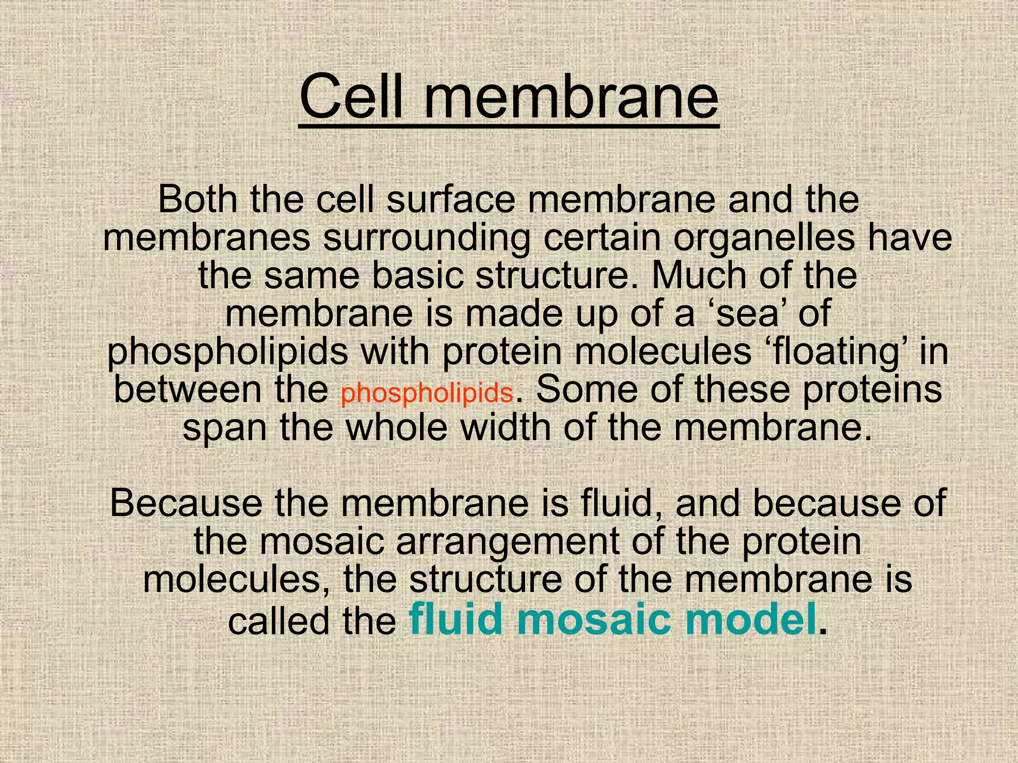 Cell Membranes! | PPT
