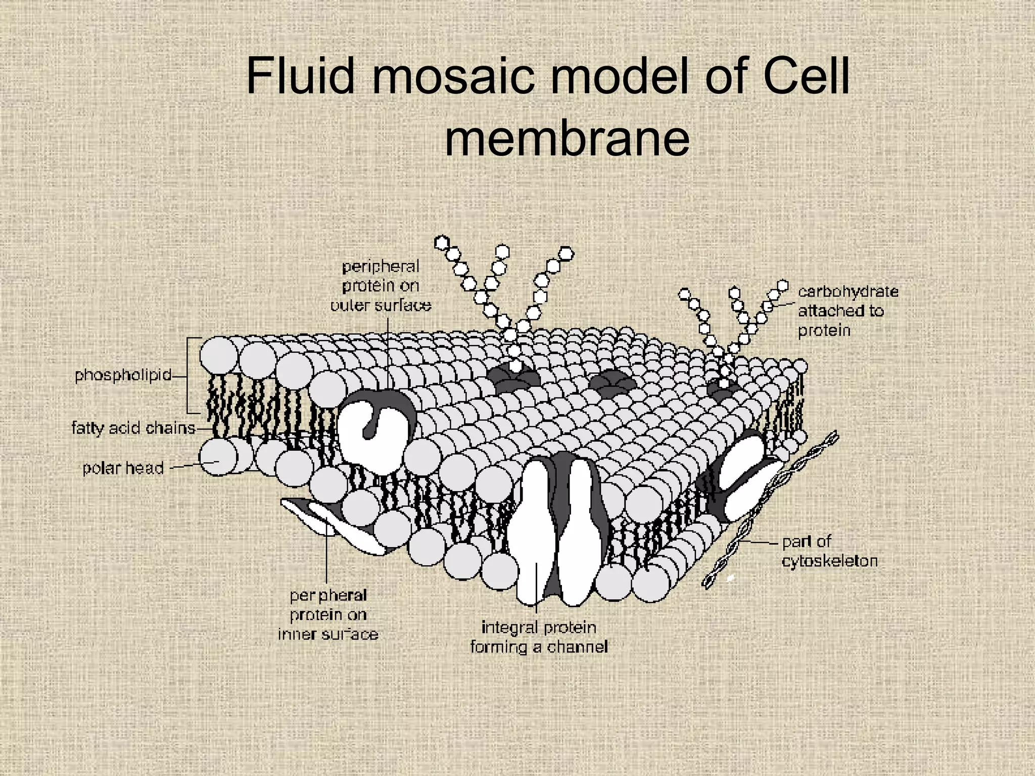 Cell Membranes! | PPT