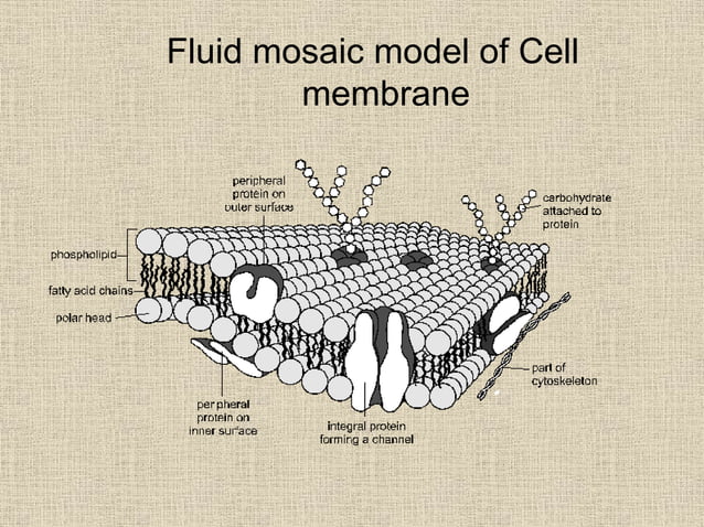Cell Membranes! | PPT