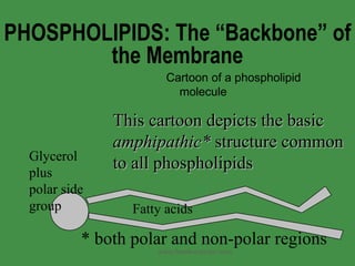 Cell Membranes | PPT