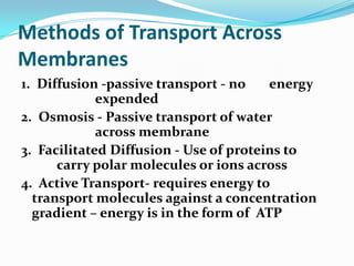 Cell membranes | PPT