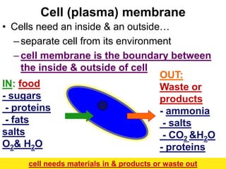 Cell membranes | PPTX | Chemistry | Science
