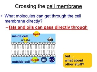 Cell membranes | PPTX