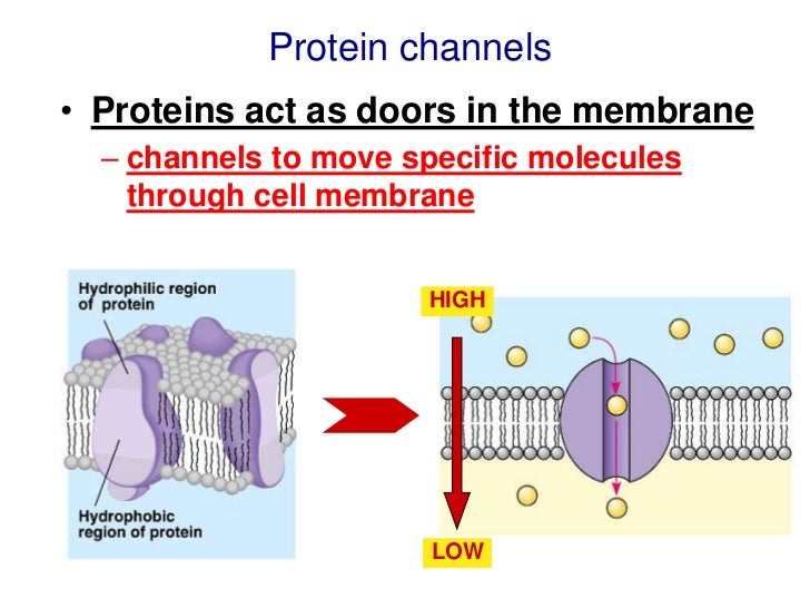 Cell membranes