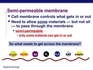 Cell membranes | PPT